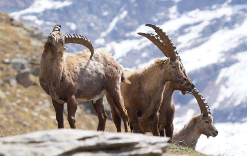 Chasing the Trophy: Himalayan Ibex Hunting Tour – Pakistan Tours